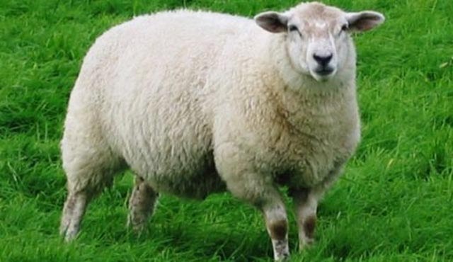 U shit në ankand, kjo është delja më e shtrenjtë në botë – Abc News