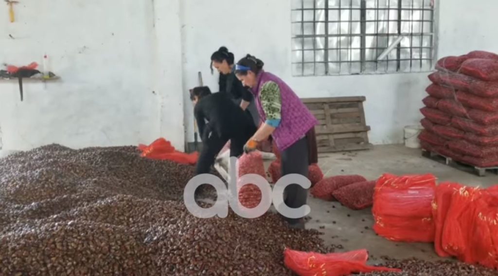 Gështenja e Reçit në Itali, dëmtohen eksportet, grerëza kineze bën ...