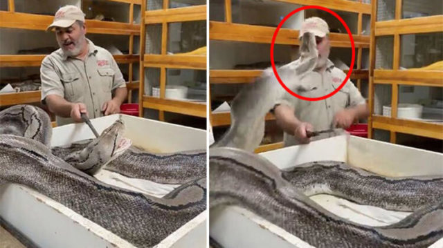 VIDEO/ Pronarin e kopshtit zoologjik sa nuk e pickon një piton – Abc News VIDEO/ Pronarin e kopshtit zoologjik sa nuk e pickon një piton – Abc News