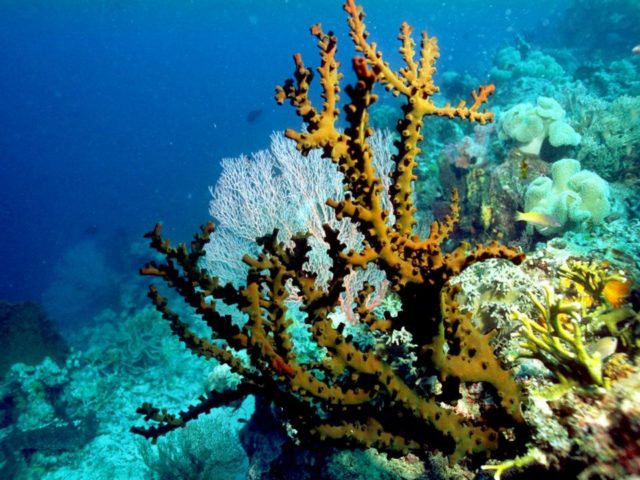 Koralet e Qipros janë në rrezik për shkak të ndryshimit të klimës – Abc ...