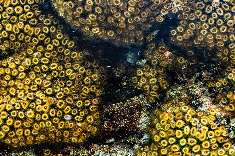 Koralet e Qipros janë në rrezik për shkak të ndryshimit të klimës – Abc ...