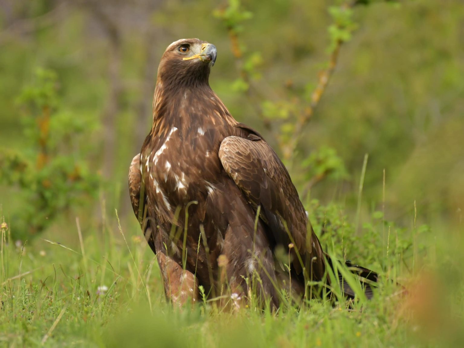 Simboli jonë kombëtar, Shqiponja “rreh flatrat” në Bjeshkët e Rugovës ...