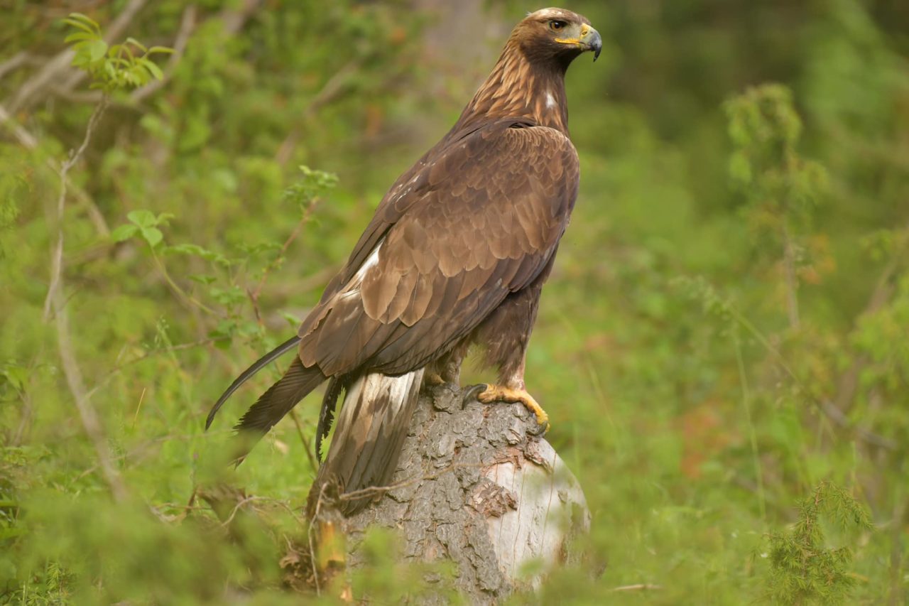 Simboli jonë kombëtar, Shqiponja “rreh flatrat” në Bjeshkët e Rugovës ...
