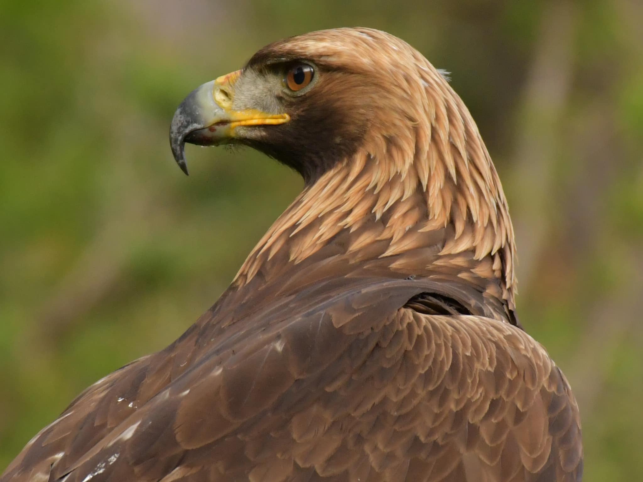 Simboli jonë kombëtar, Shqiponja “rreh flatrat” në Bjeshkët e Rugovës ...