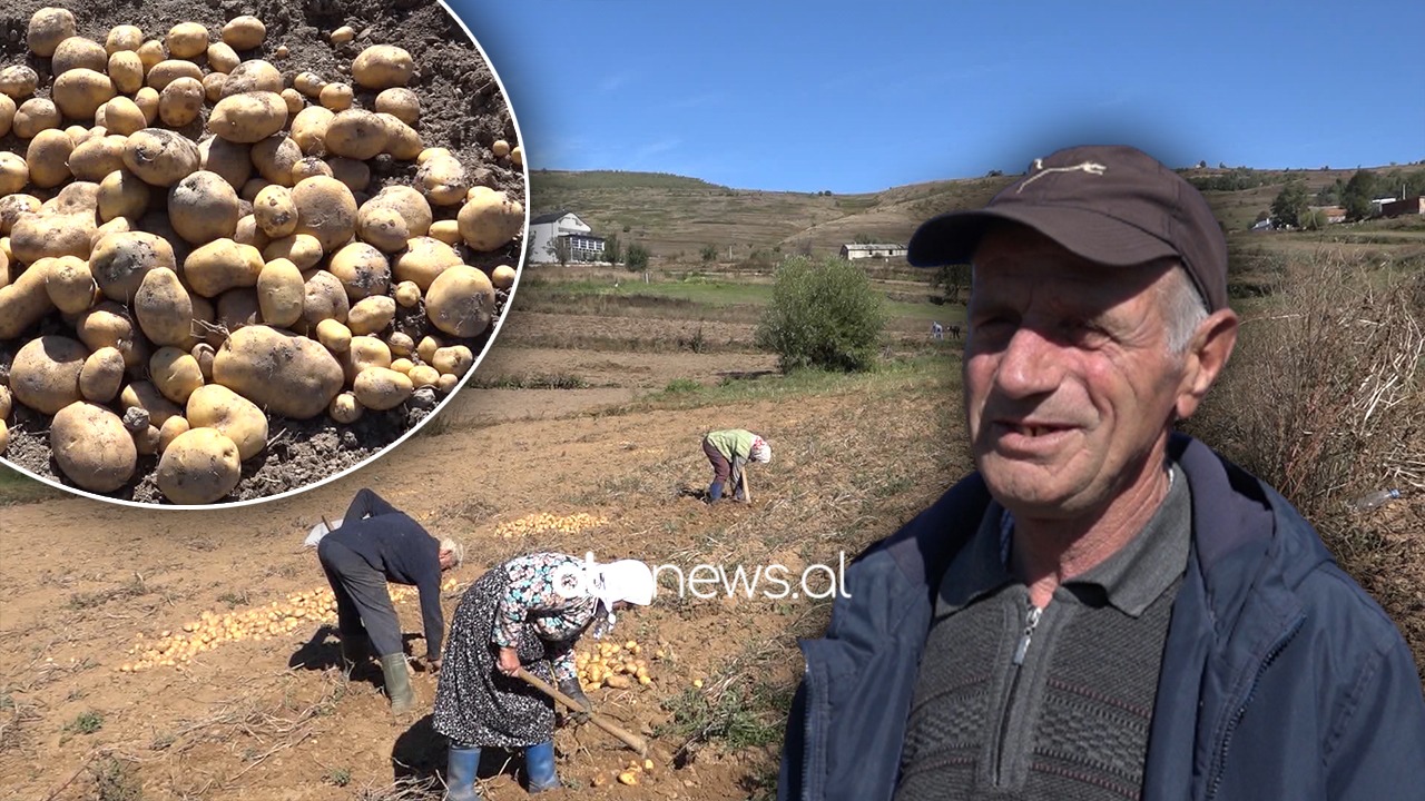 Fermerët e Kukësit groposin patatet, nuk kanë ku t’i shesin: Duam ... Fermerët e Kukësit groposin patatet, nuk kanë ku t’i shesin: Duam ...