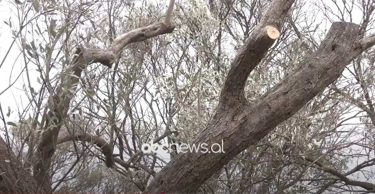 Ullinjtë shekullore po prodhojnë më pak/ Specialistët: Shkak mungesa e ...